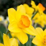 12 Makna Bunga Sesuai Bulan Kelahiran (Januari-Desember)