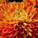 12 Makna Bunga Sesuai Bulan Kelahiran (Januari-Desember)