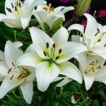 12 Makna Bunga Sesuai Bulan Kelahiran (Januari-Desember)