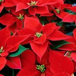 12 Makna Bunga Sesuai Bulan Kelahiran (Januari-Desember)