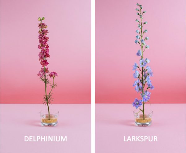 Bunga Kelahiran Bulan Juli - Delphinium dan Larkspur