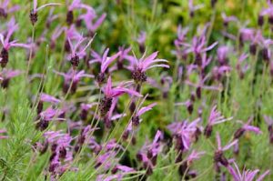 11 Jenis Bunga Lavender di Dunia dan Manfaatnya Bagi Manusia