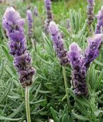 11 Jenis Bunga Lavender di Dunia dan Manfaatnya Bagi Manusia