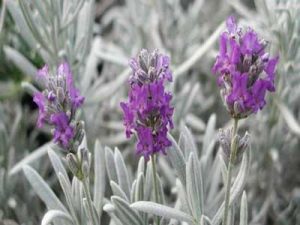 11 Jenis Bunga Lavender di Dunia dan Manfaatnya Bagi Manusia