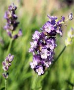 11 Jenis Bunga Lavender di Dunia dan Manfaatnya Bagi Manusia