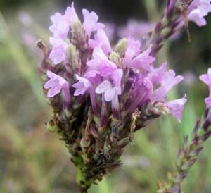 11 Jenis Bunga Lavender di Dunia dan Manfaatnya Bagi Manusia
