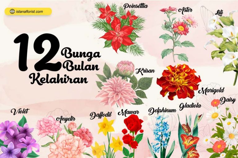 Bunga Kelahiran Bulan Januari - Anyelir (Carnation)