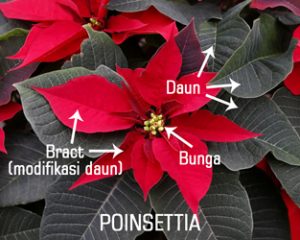 Bunga Kelahiran Bulan Desember - Poinsettia