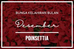 Bunga Kelahiran Bulan Desember - Poinsettia