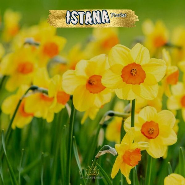 Mengenal Bunga Daffodil, Simbol Kebahagiaan dan Awal Baru