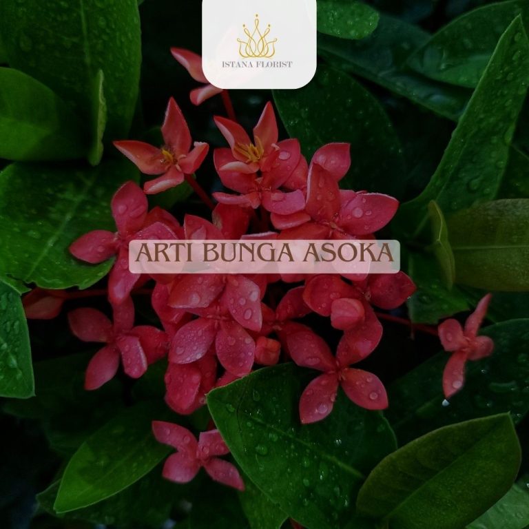 Arti Bunga Asoka: Makna, Filosofi Warna, dan Penggunaan dalam Rangkaian