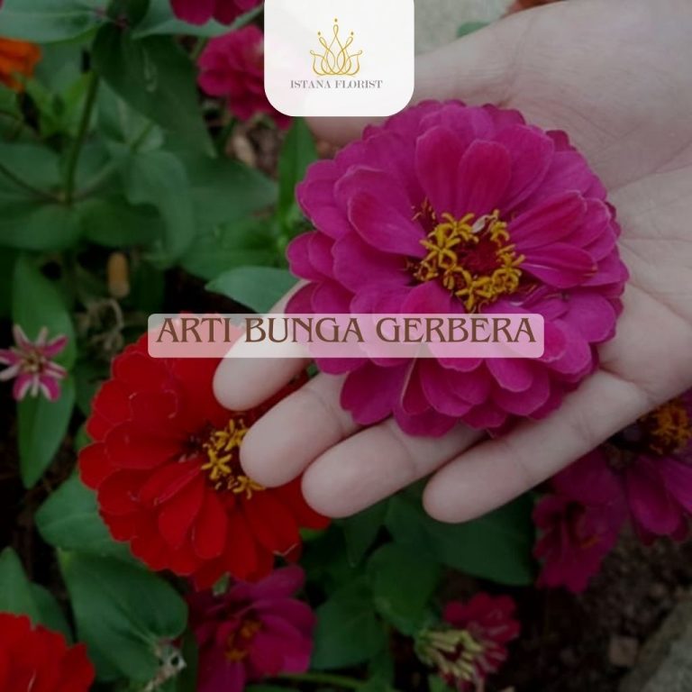 Arti Bunga Gerbera: Makna, Filosofi, dan Penggunaannya