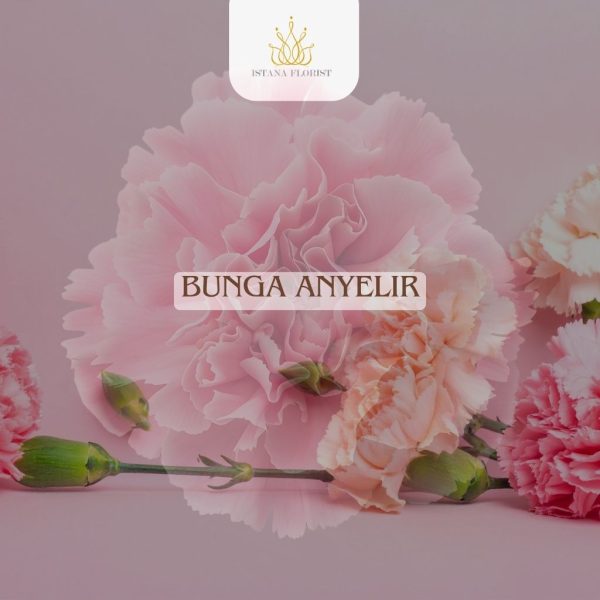 Bunga Anyelir: Makna, Arti, dan Kegunaannya di Berbagai Acara